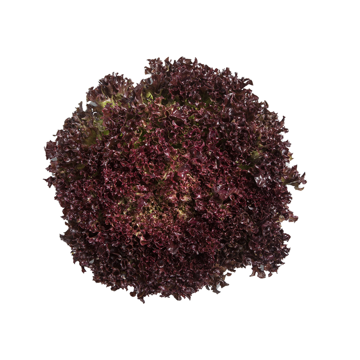 Salanova Red Sweet Crisp – Wellington Greens