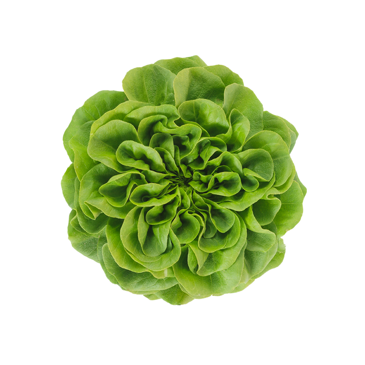 Salanova Green Butter – Wellington Greens