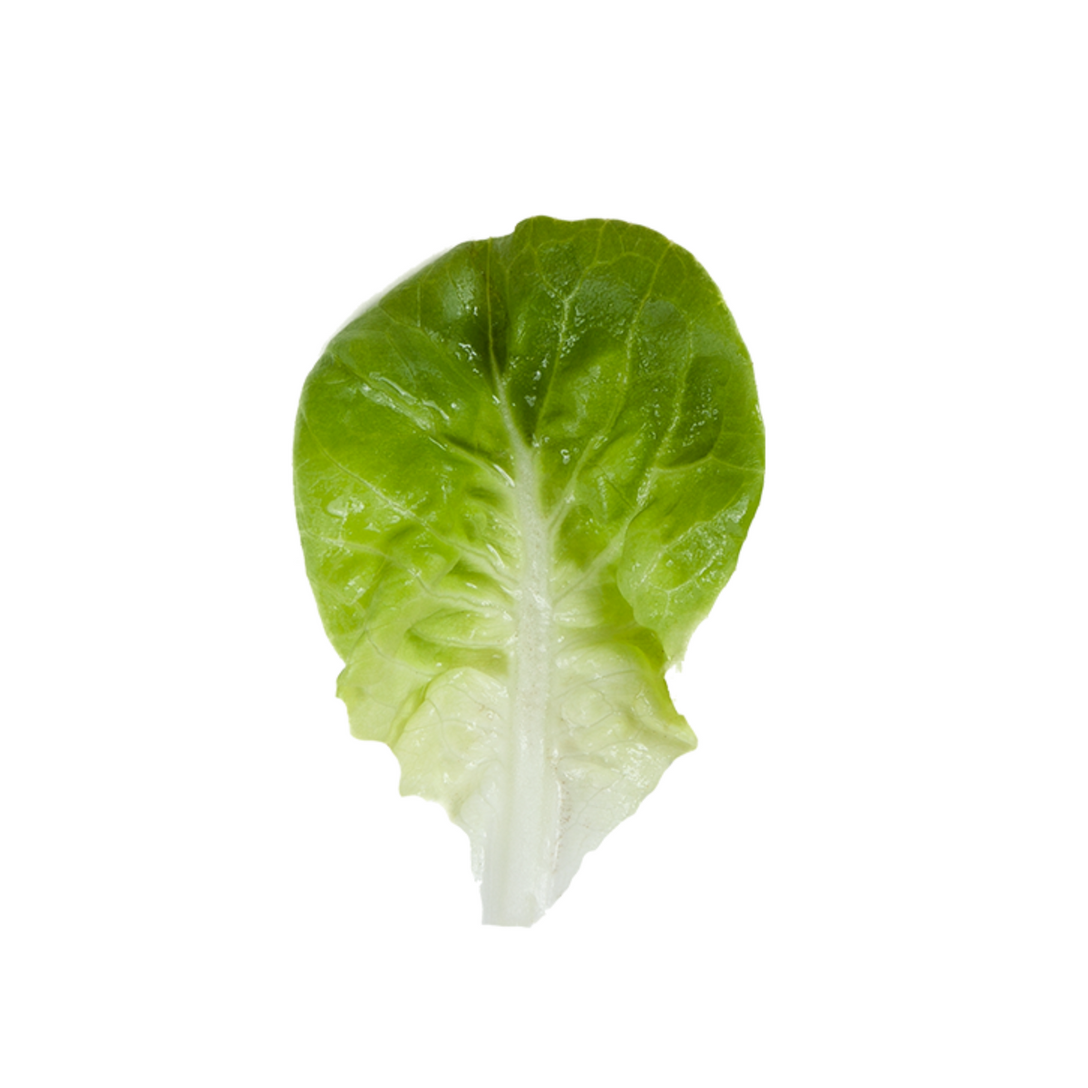 Salanova Green Butter – Wellington Greens