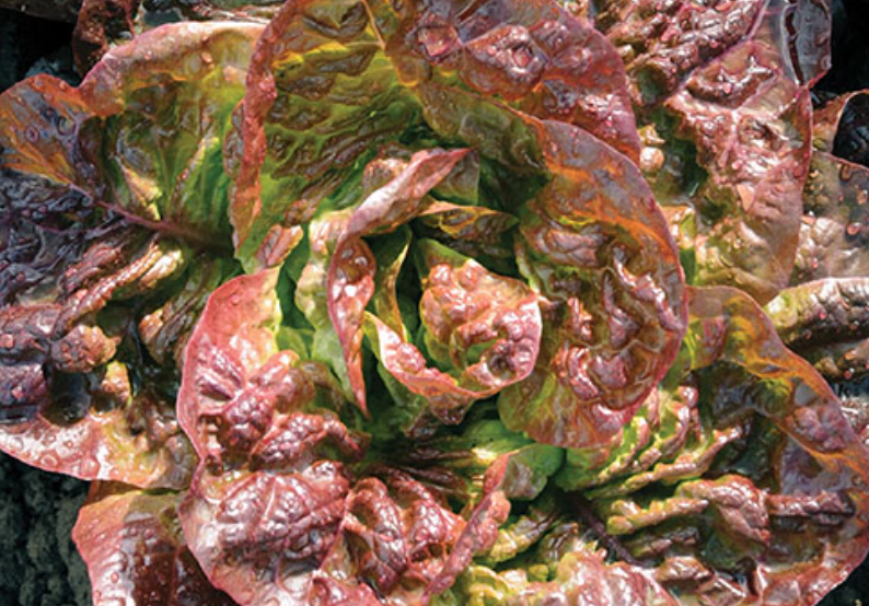 Alkindus – Wellington Greens